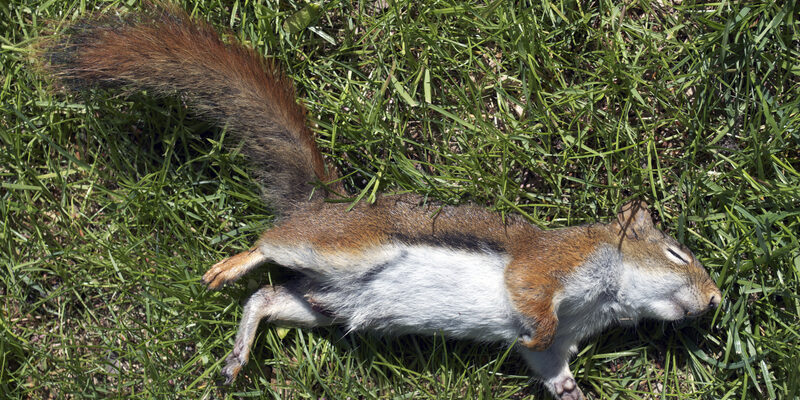 Be A Strong Squirrel - Dr. Paul Bizjak